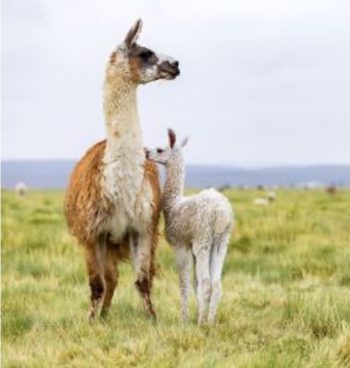 Characteristics of plants vs. animals – Recognise Plants