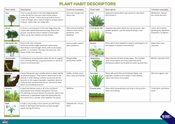 Plant Habit Descriptors – Recognise Plants